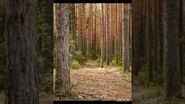 27-03-2025 27 Марта Вечерняя прогулка в сосновом лесу.....