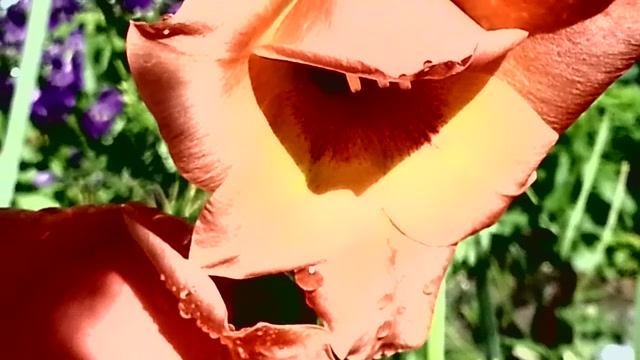 Гладиолус,бархатцы и анемона