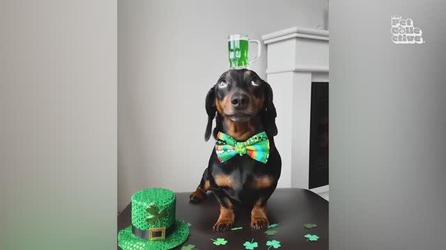 Смешные животные Подборка / Супер приколы про животных / Смешные видео с животными