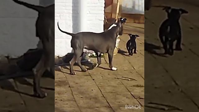 58 Преданный друг в теле боевой машины