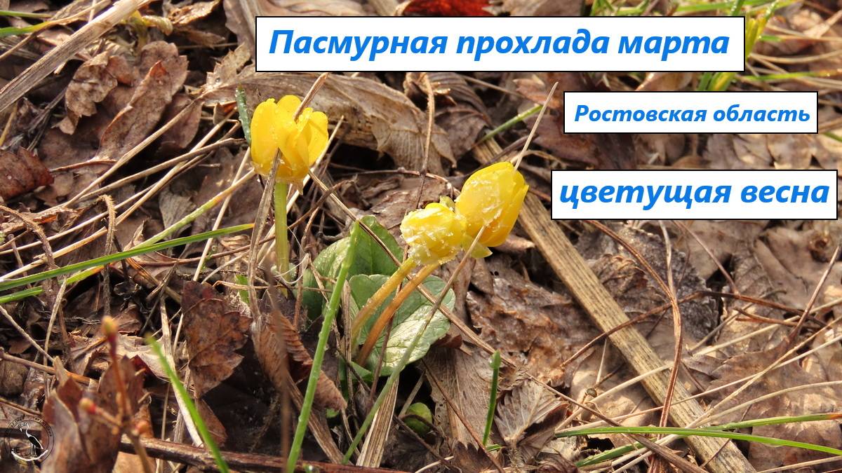 Пасмурная прохлада начала весны. Цветущий март 2025