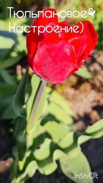 Тюльпаны. Садовые радости. Весна 1001138428.mp4