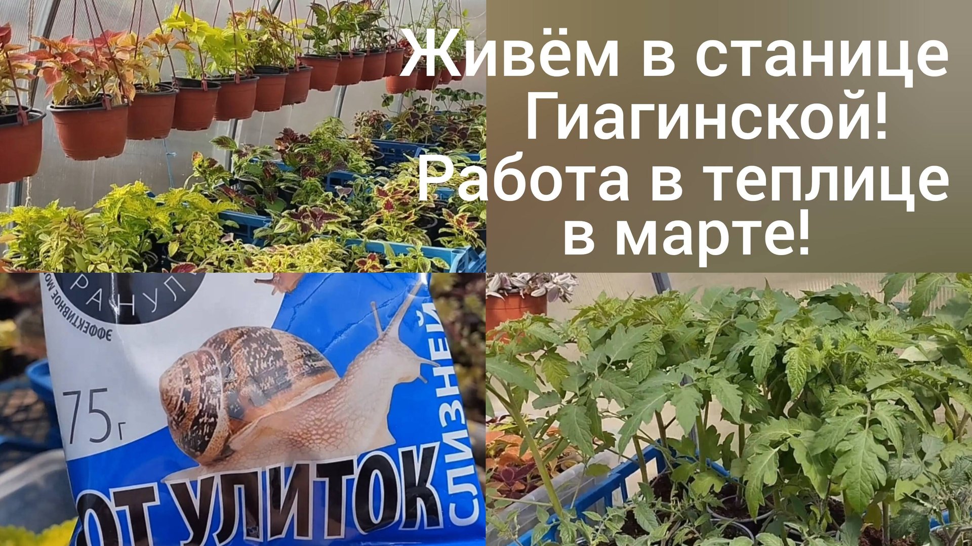 Мои колеусы