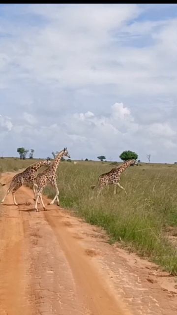 Как бегают жирафы