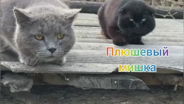 Весенние приключения плюшевых😺