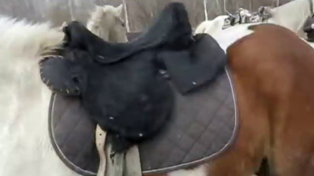 Велизар вожак табуна