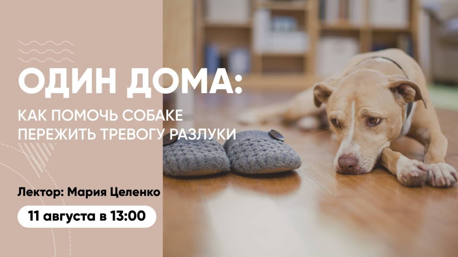 Один дома_ как помочь собаке пережить тревогу разлуки. Вебинар Школы «Хвост Ньюс»