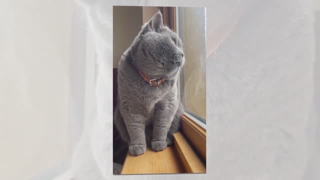 stories домашних животных на передержке 2