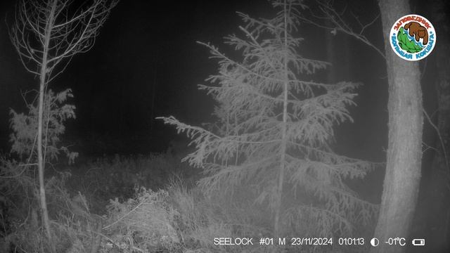 23.11.2024.Рысь.Заповедник Большая Кокшага.Рысь ночью идет по лесной дороге.