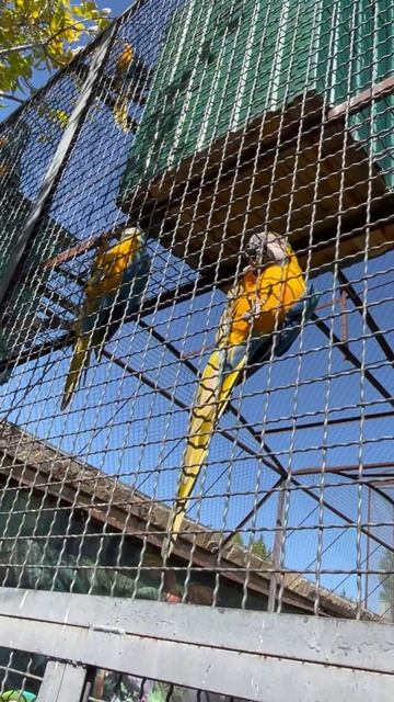 Очень красивые и очень крикливые