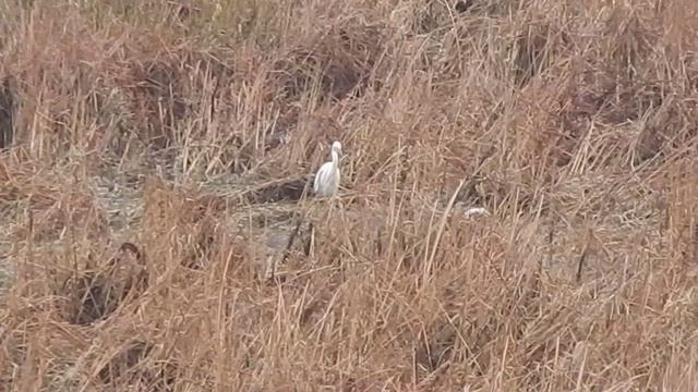 Цапли белые и лебеди. Заводь