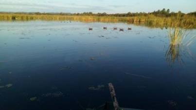 Открытие сезона охоты на утку 2020 год