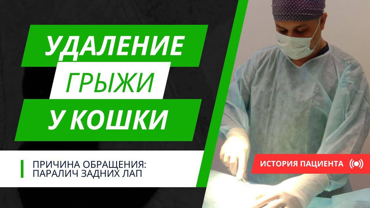 У кошки были парализованы задние лапы