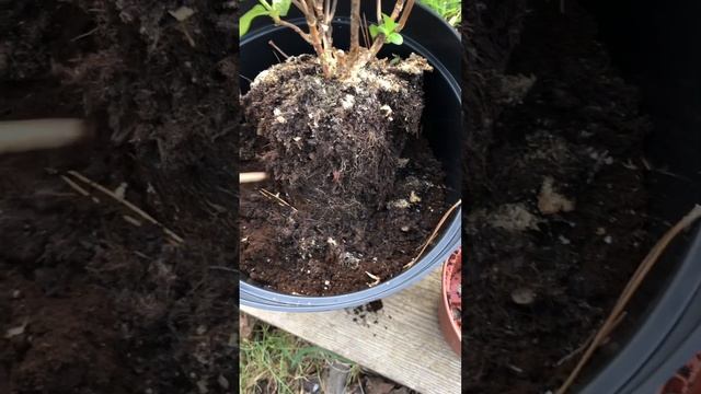 Пересадка Гортензий