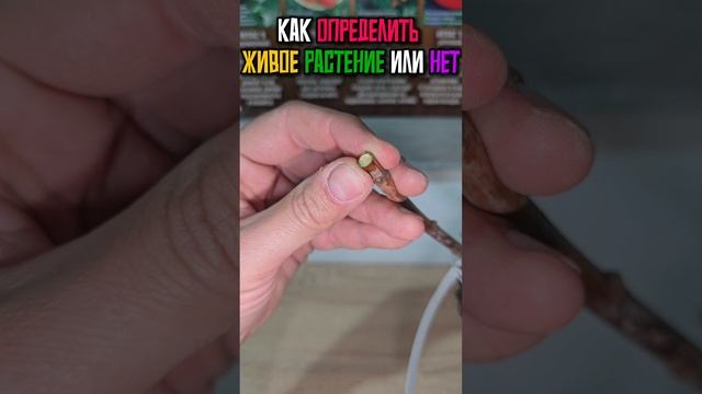 Как определить живой саженец или нет #Гарденмарт_советы