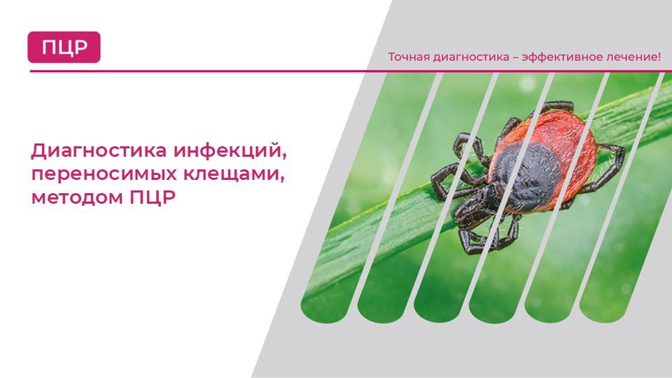 Диагностика инфекций, переносимых клещами, методом ПЦР