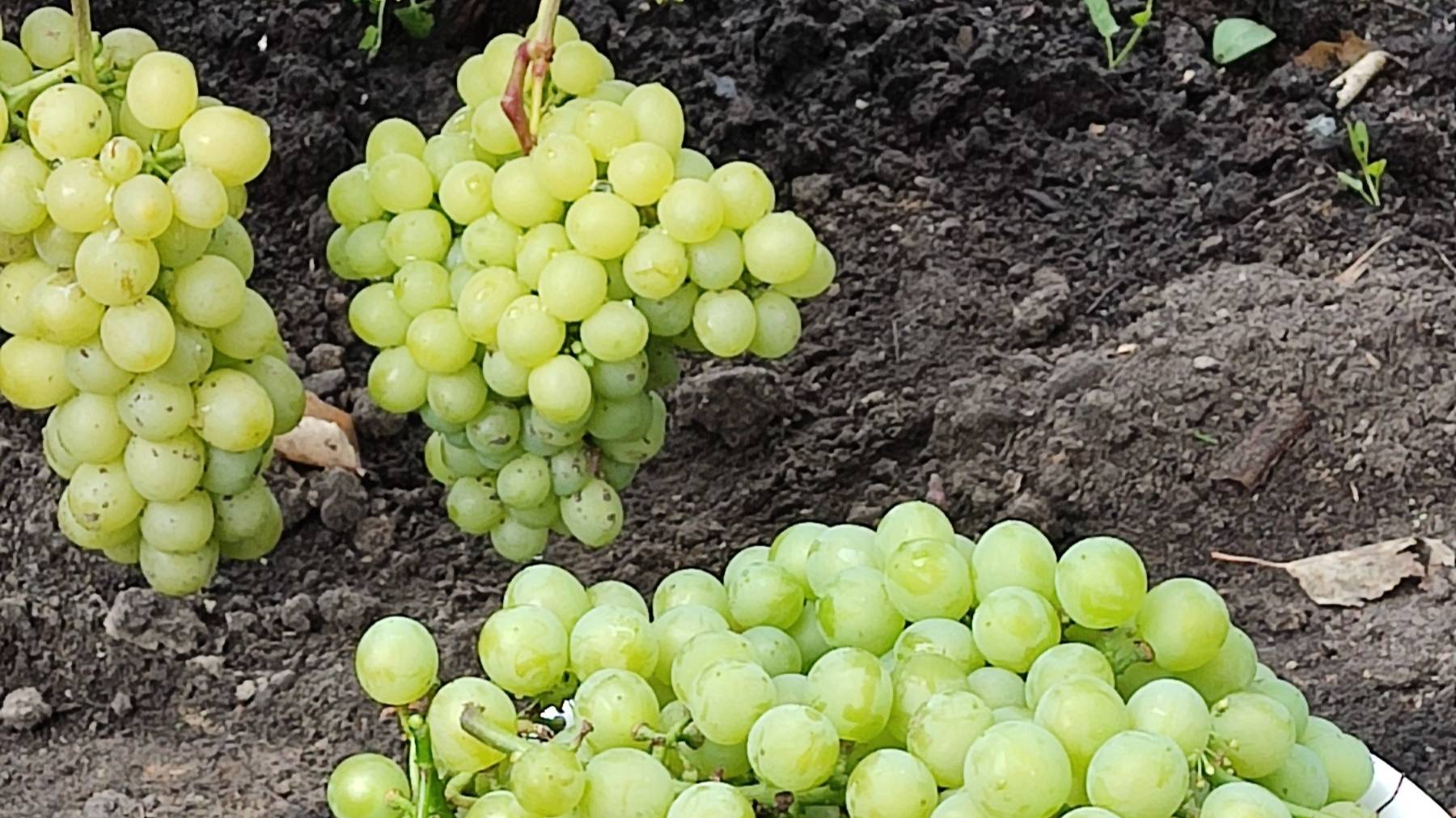 Когда открывать виноград?