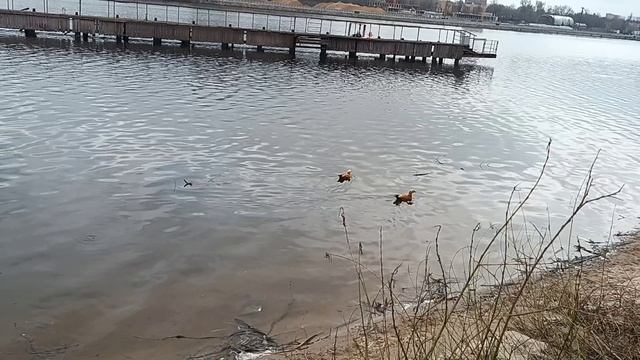 Красные утки на Химкинском водохранилище2