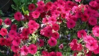 ПИКИРОВКА ПЕТУНИИ ИЗ РАССАДНОЙ ЕМКОСТИ В ДОМАШНИХ УСЛОВИЯХ