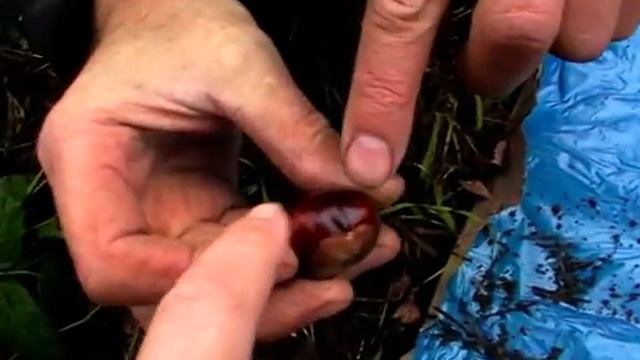 Как вырастить каштан 2 часть