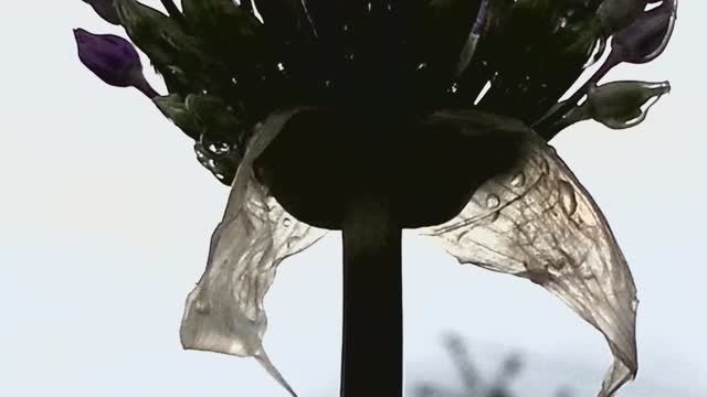 Цветок лука на фоне неба