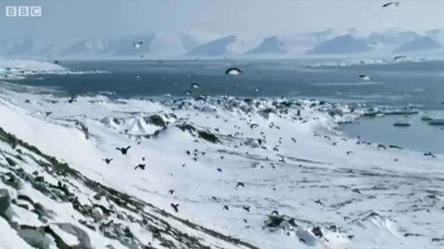 Hilarious Pinguin Video! Could You Believe It?