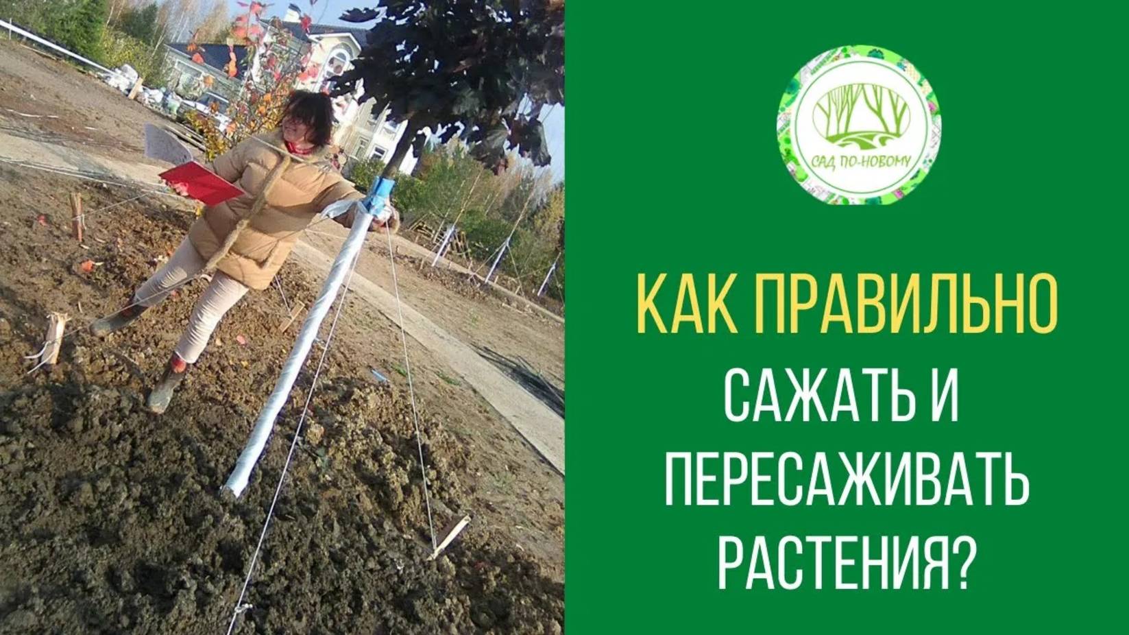 Как правильно сажать и пересаживать растения