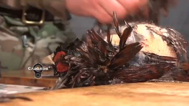 Александр Сладков. Январь 2025, Кинбурнская коса, фазаны и ВДВ.