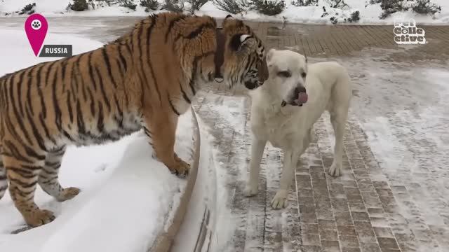 Смешные животные ТОП Подборка / приколов про животных / Смешные видео с животными 2