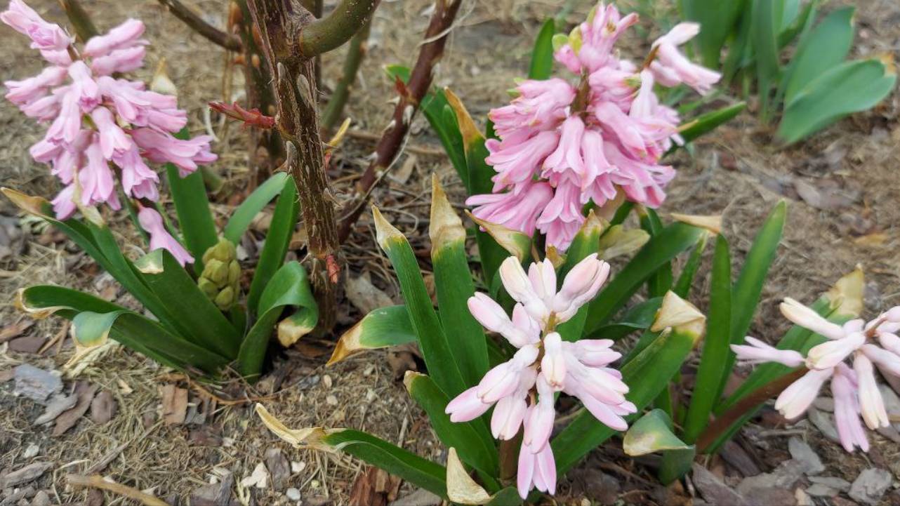 Прогулка по участку. Смотрим что подморозило.