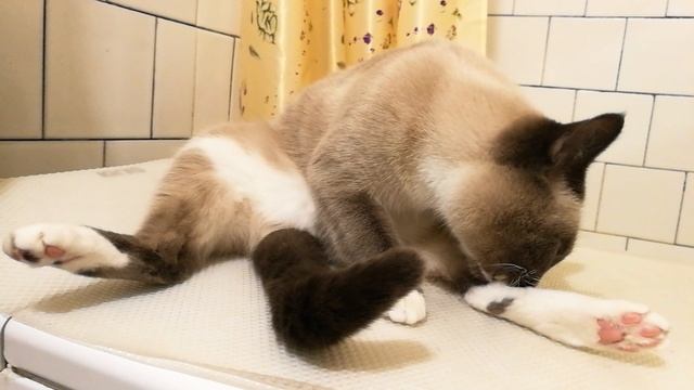 Посмотрите, как милая кошечка ухаживает за своими лапками