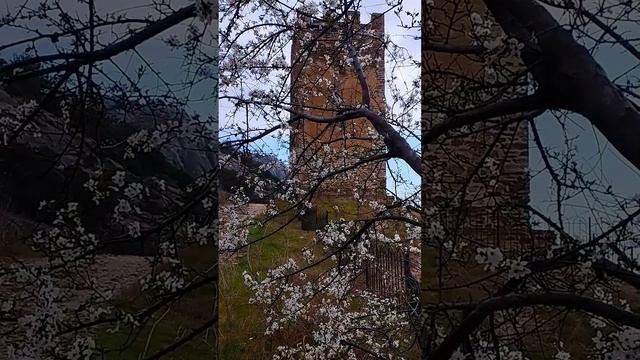 Портовая башня и цветущая дикая слива. Судак.