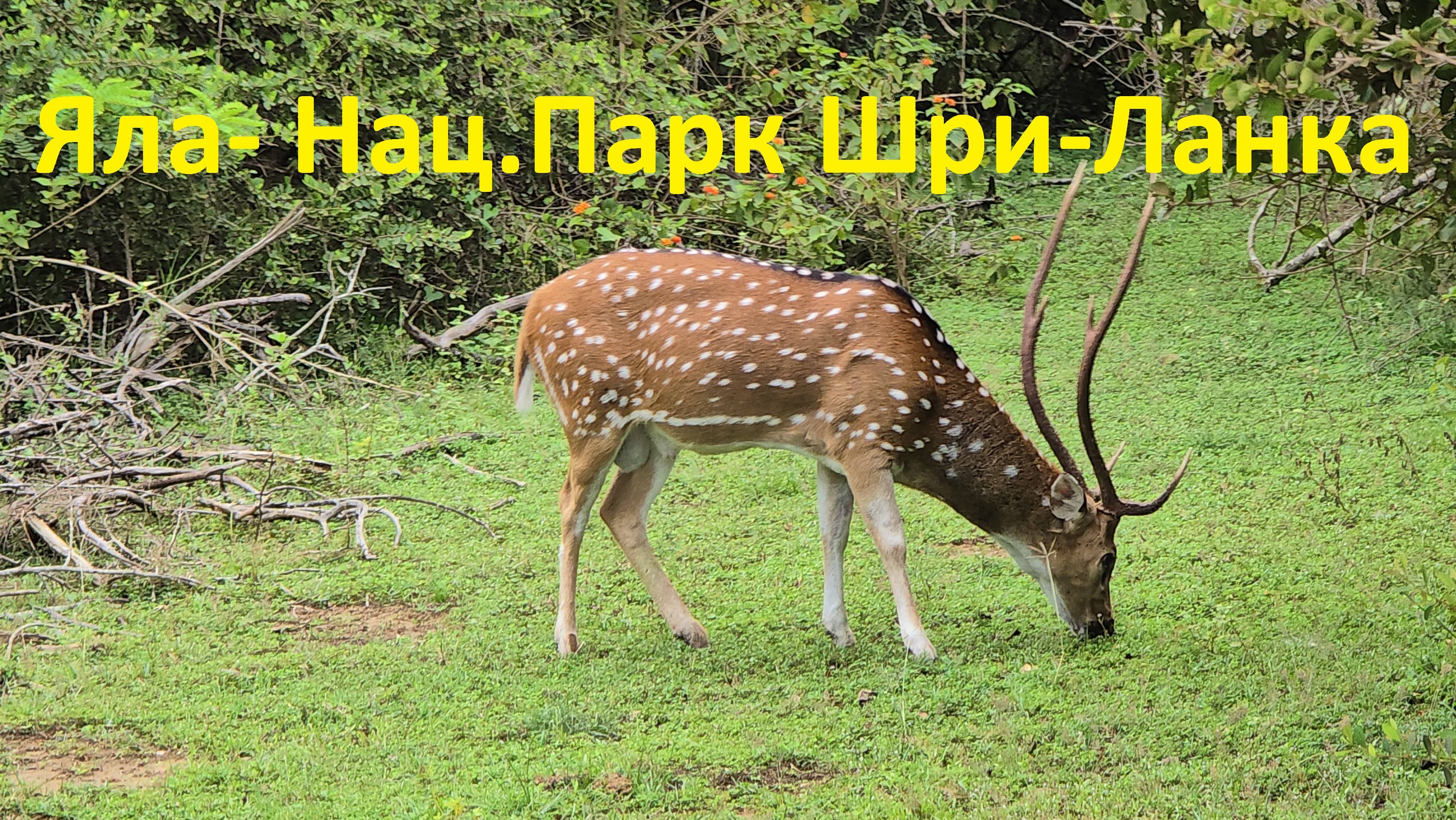 2025 Шри-Ланка 4