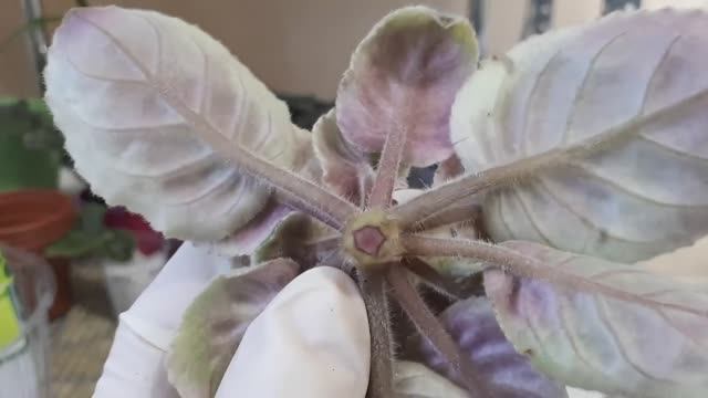 ВСЕ способы! Массовая Пересадка Фиалок!