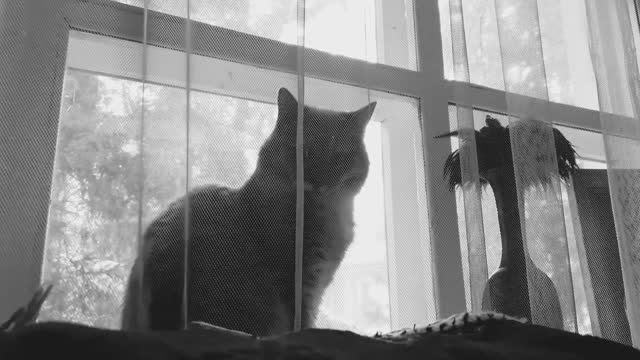 Дункан и Маркус. История двух котов. Дуня - киноактер