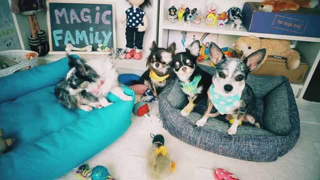 Волшебные питомцы: СОФИ, ЭЙВАН, Миша и Юми Чу🐕🤪