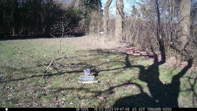 Дерзкий дрозд. Вяхирь.