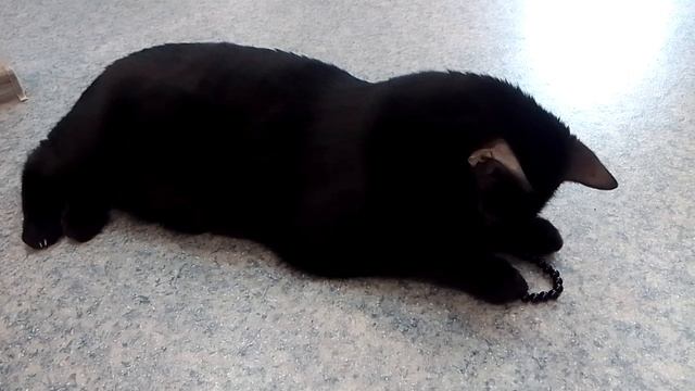 Умный кот Фасей Вокалыч/Студия вокала/ Новосибирск/ 2025