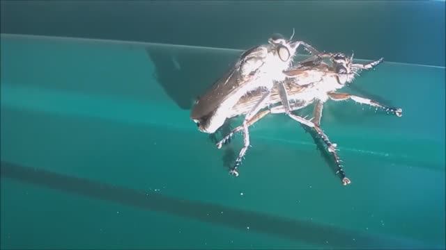 Насекомые размножаются