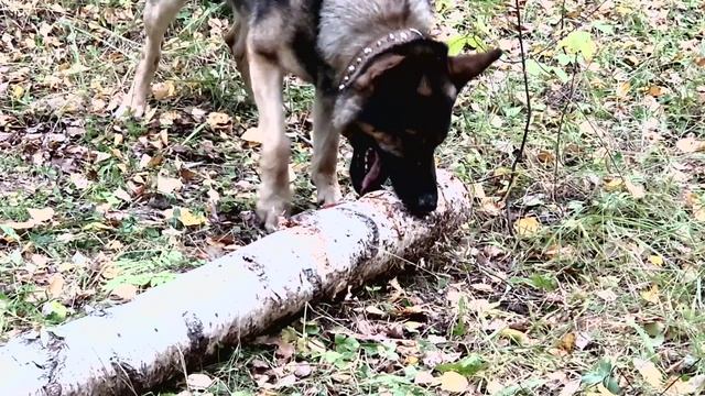 Собака лает на дерево