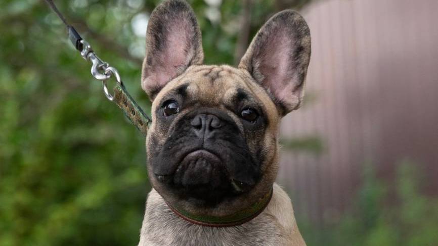 Очаровашки по-французски - в программе "Дело ведет Мур-р-р"