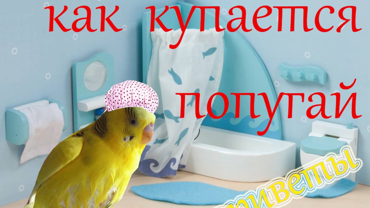 КАК КУПАЕТСЯ ВОЛНИСТЫЙ ПОПУГАЙ В РАКОВИНЕ!? Купание попугая.
