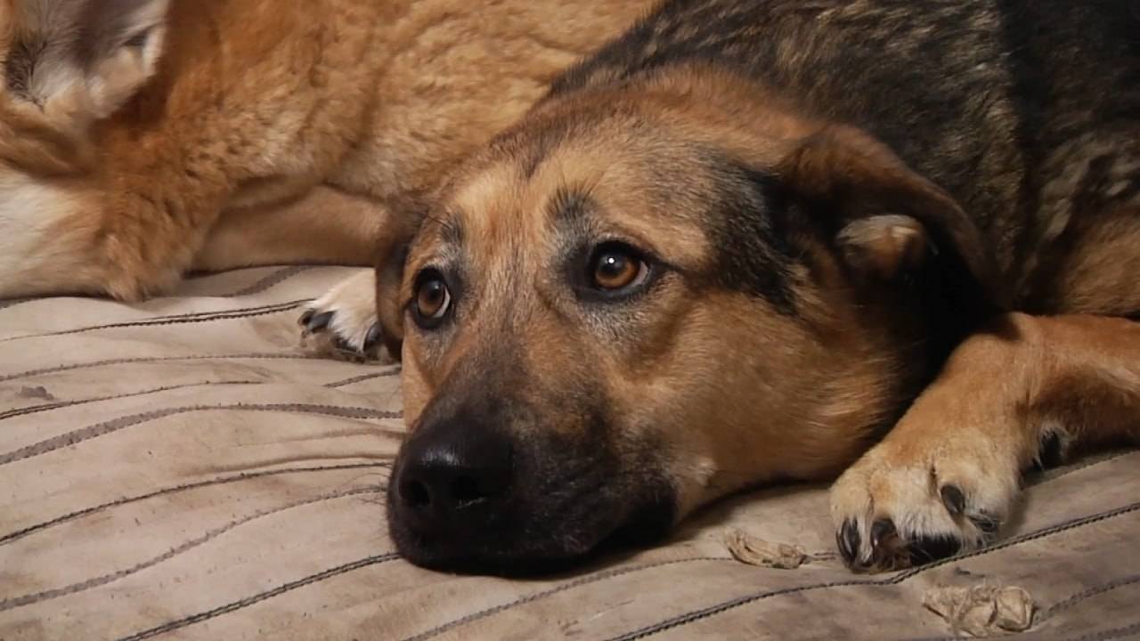 Исключительно: Шанс на жизнь...