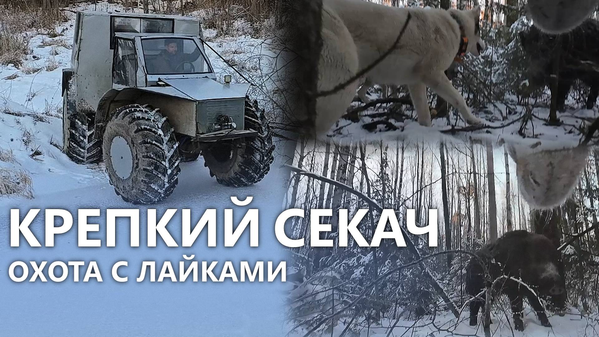 БЫСТРЫЙ и КРЕПКИЙ КАБАН. Охота на кабана с лайками. Собаки Борисёнка снова порадовали!