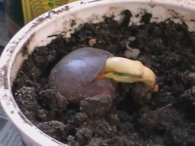 Как самому вырастить каштан (1 часть -первый способ)