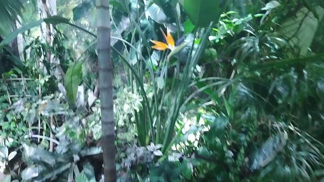 Какие цветы цветут в конце марта в Океанариуме Владивостока в 2025 году? 🌸🌤️🏞️