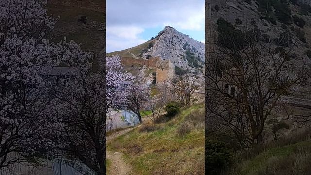 Цветущий миндаль везде. Крым.