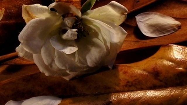 Vinicio Capossela - Solo mia