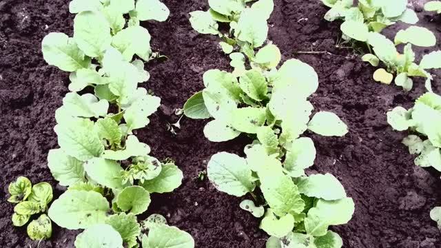 Салат и редиска после дождя