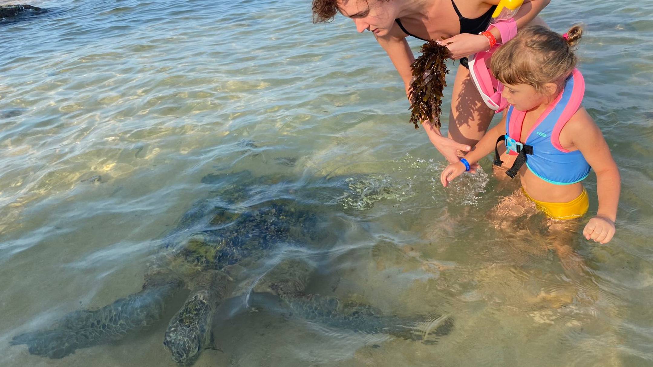 Кормим черепах в г. Хиккадува Шри-ланка